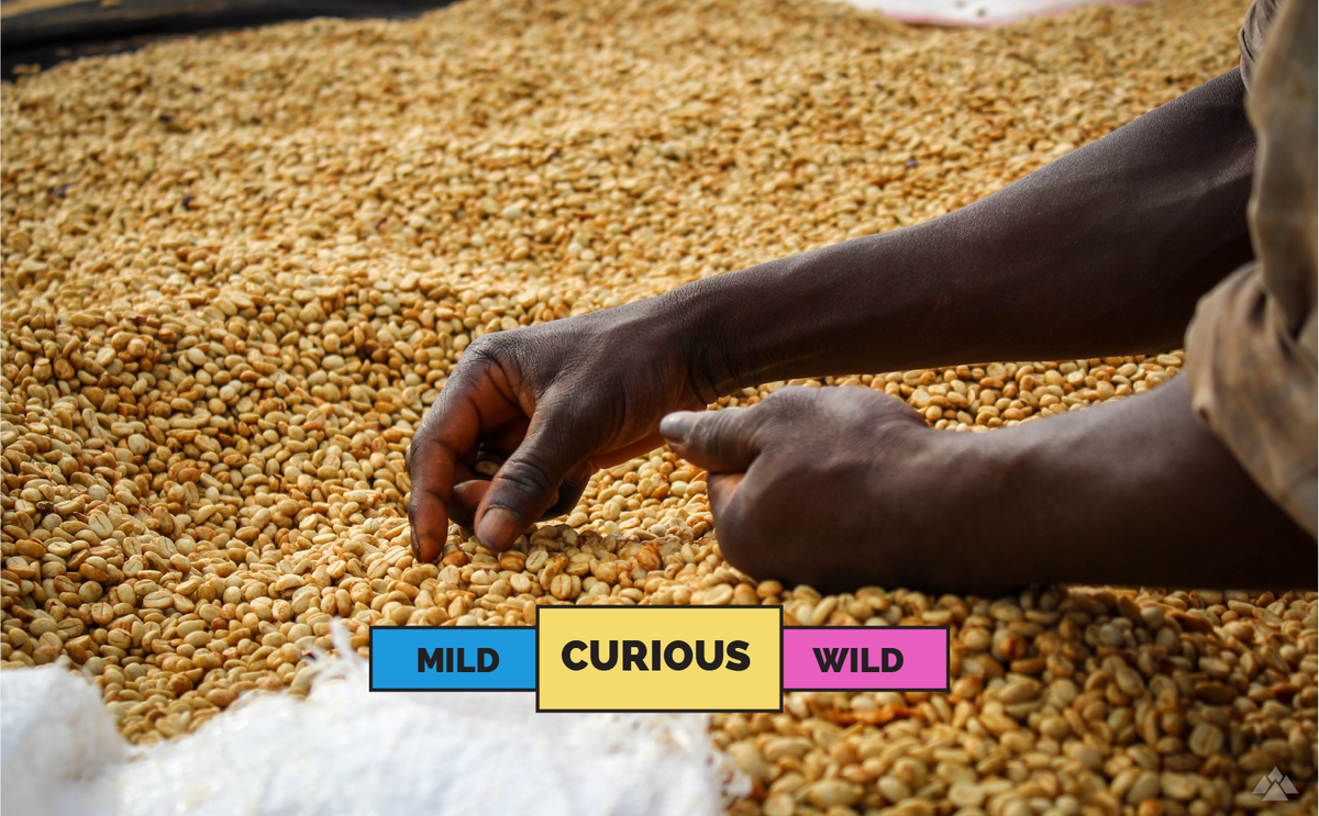 BURUNDI | Gakenke | Red Bourbon | Honey – Proud Mary Coffee USA