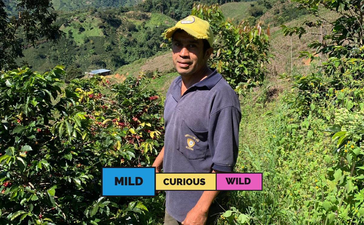 COLOMBIA | Gaitania | Caturra & Typica | Washed – Proud Mary Coffee USA