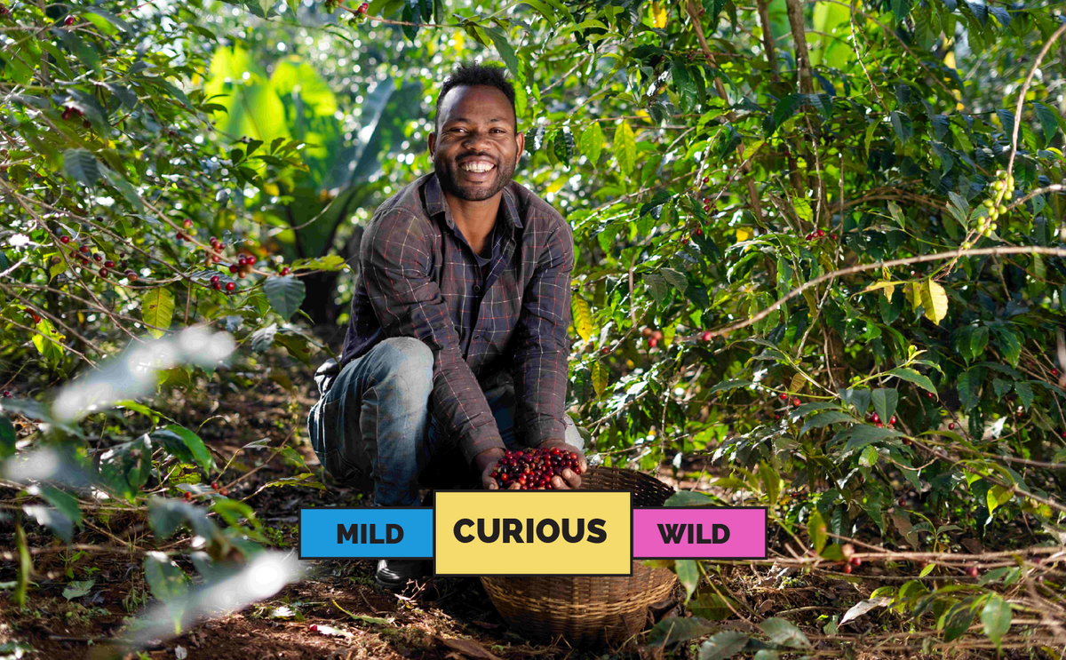 ETHIOPIA | Chelchele | Heirloom | Washed – Proud Mary Coffee USA