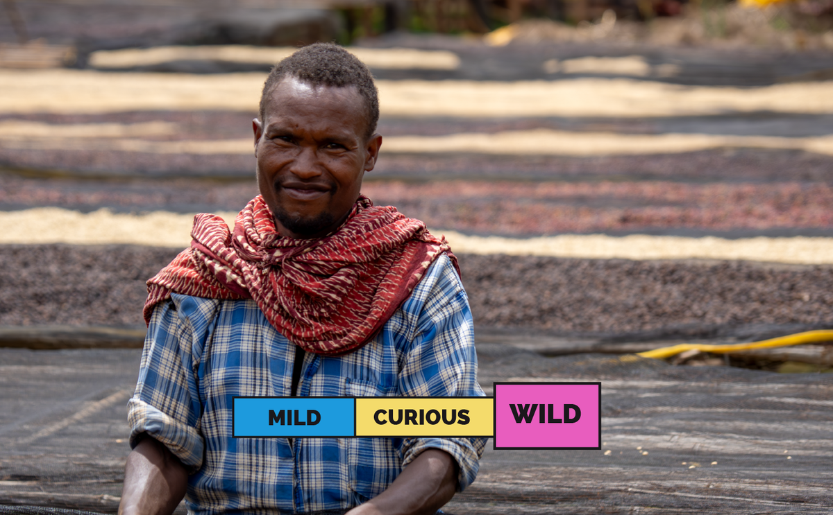 ETHIOPIA | Deri Kidame | Heirloom | Natural – Proud Mary Coffee USA