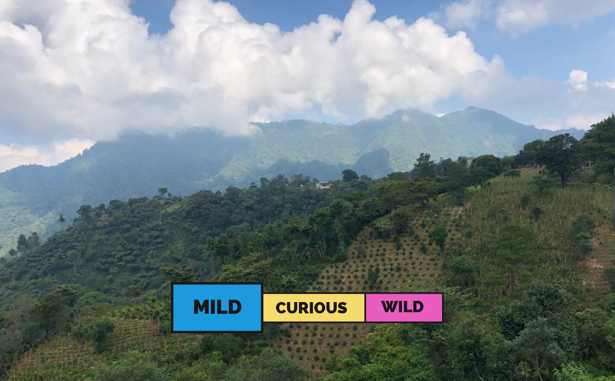GUATEMALA | Farms of Lake Atitlán | Typica & Bourbon | Washed – Proud ...