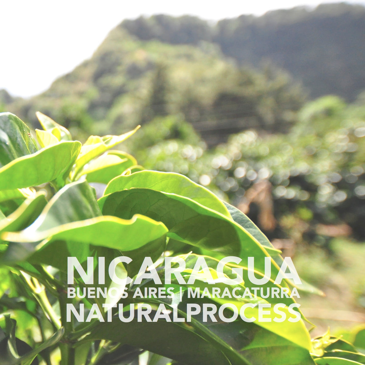 Nicaragua | Buenos Aires | Maracaturra | 48hr Fermented Natural – Proud ...