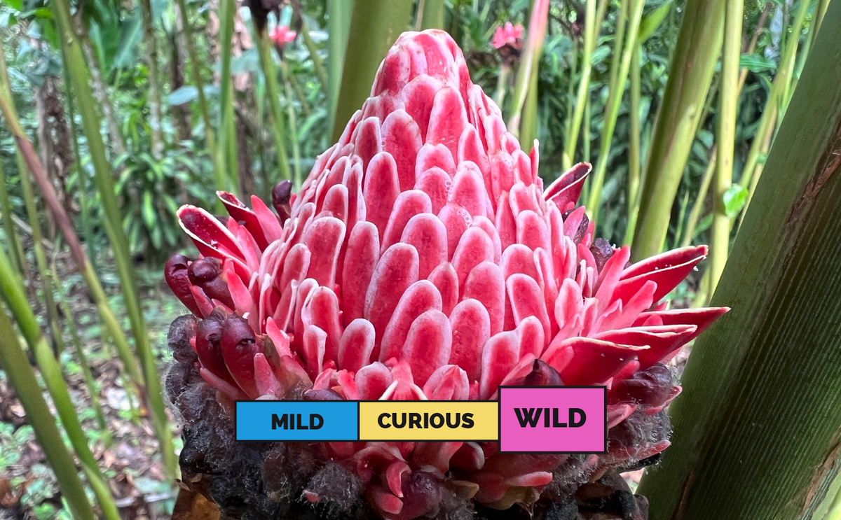 PANAMA | Finca Hartmann | Pacamara | Natural – Proud Mary Coffee USA